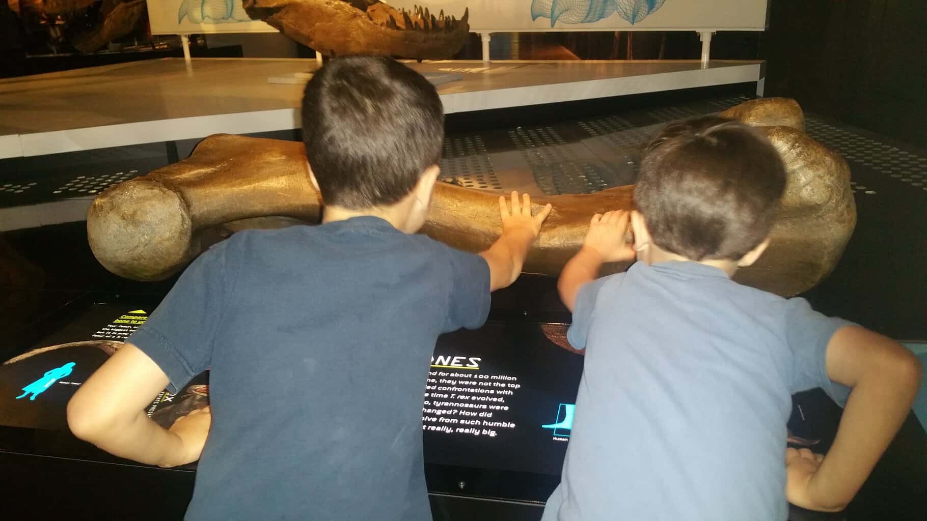 Special Exhibit: T-Rex: The Ultimate Predator at American Museum of ...